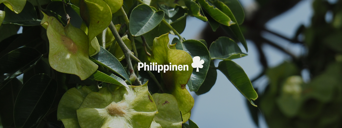 Eure Bäume auf den Philippinen